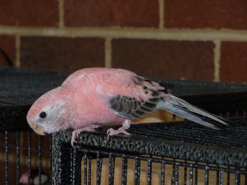Photos of my Rosy Bourke | Avian Avenue Parrot Forum